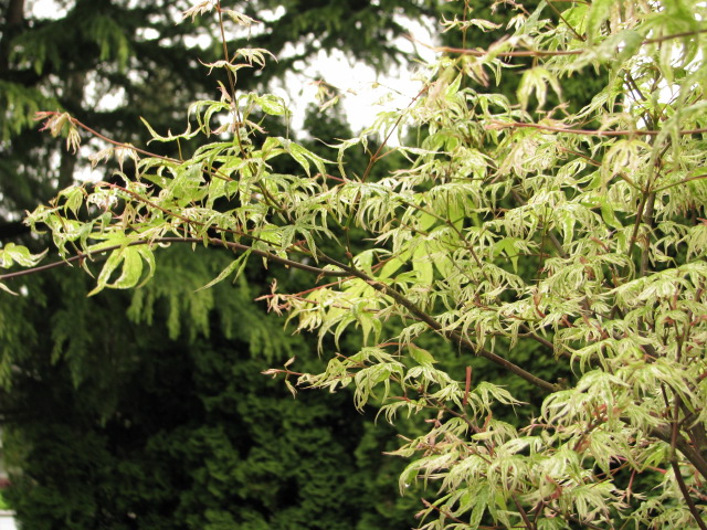 Ukigumo Japanese Maple – Rainyleaf
