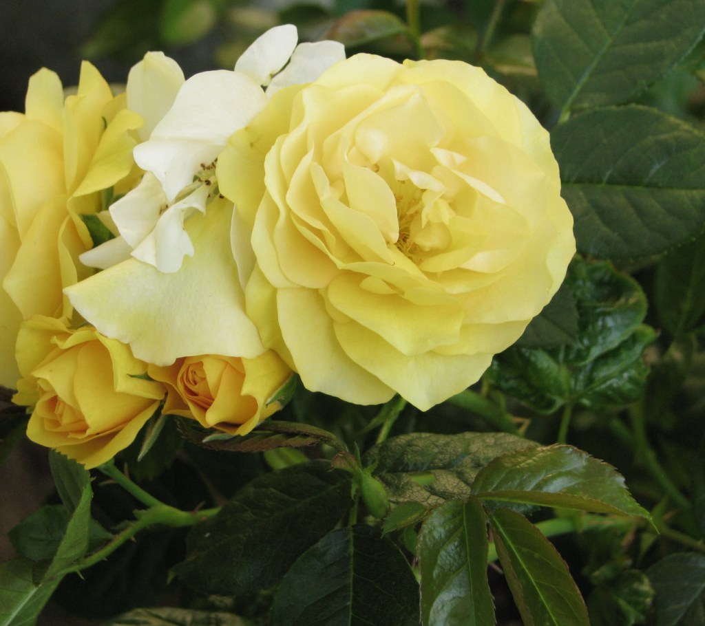 julia child rose – Rainyleaf