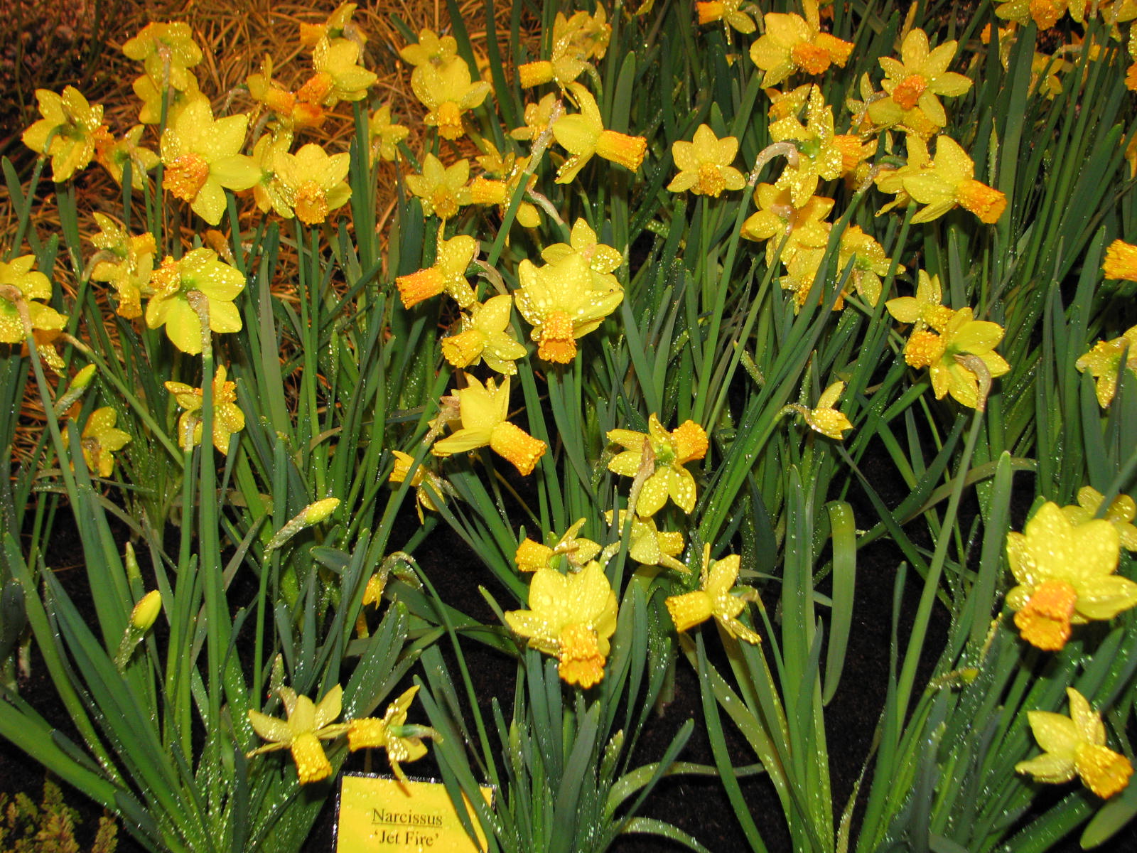 Northwest Flower and Garden Show – Rainyleaf