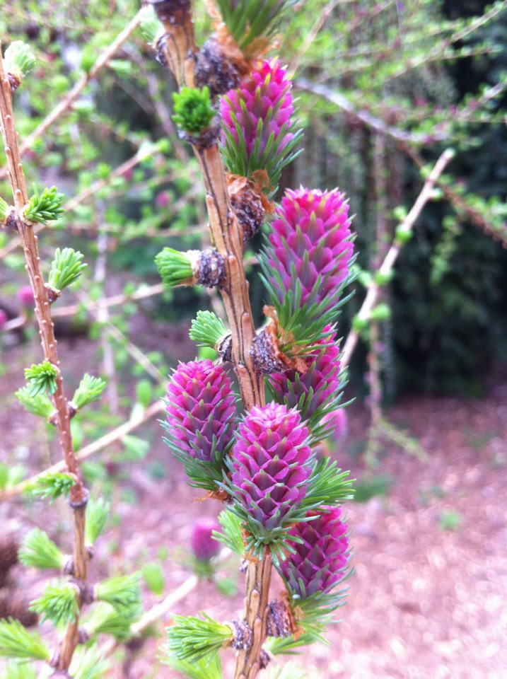 Weeping Larch – Rainyleaf