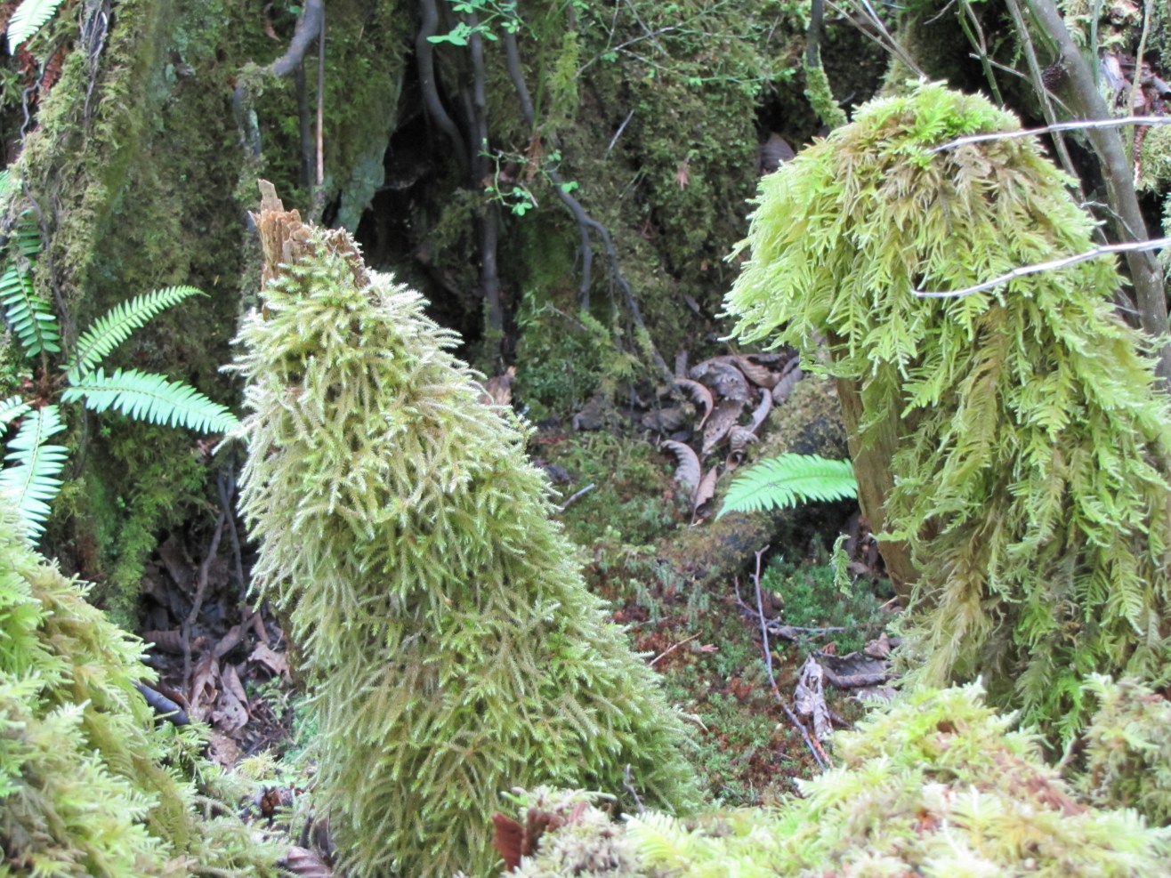 Moss Garden at Bloedel Reserve – Rainyleaf