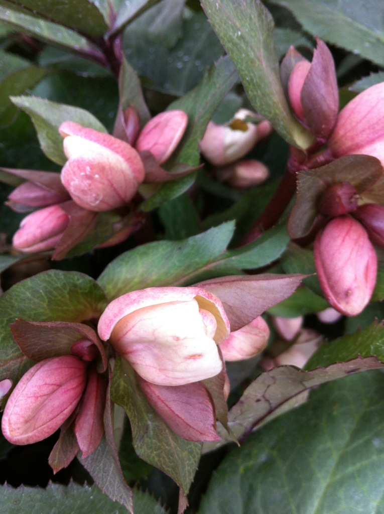 The Humble Hellebore, Winter’s Undiscovered Flower – Rainyleaf