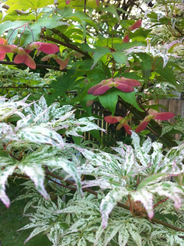 Ukigumo Japanese Maple – Rainyleaf