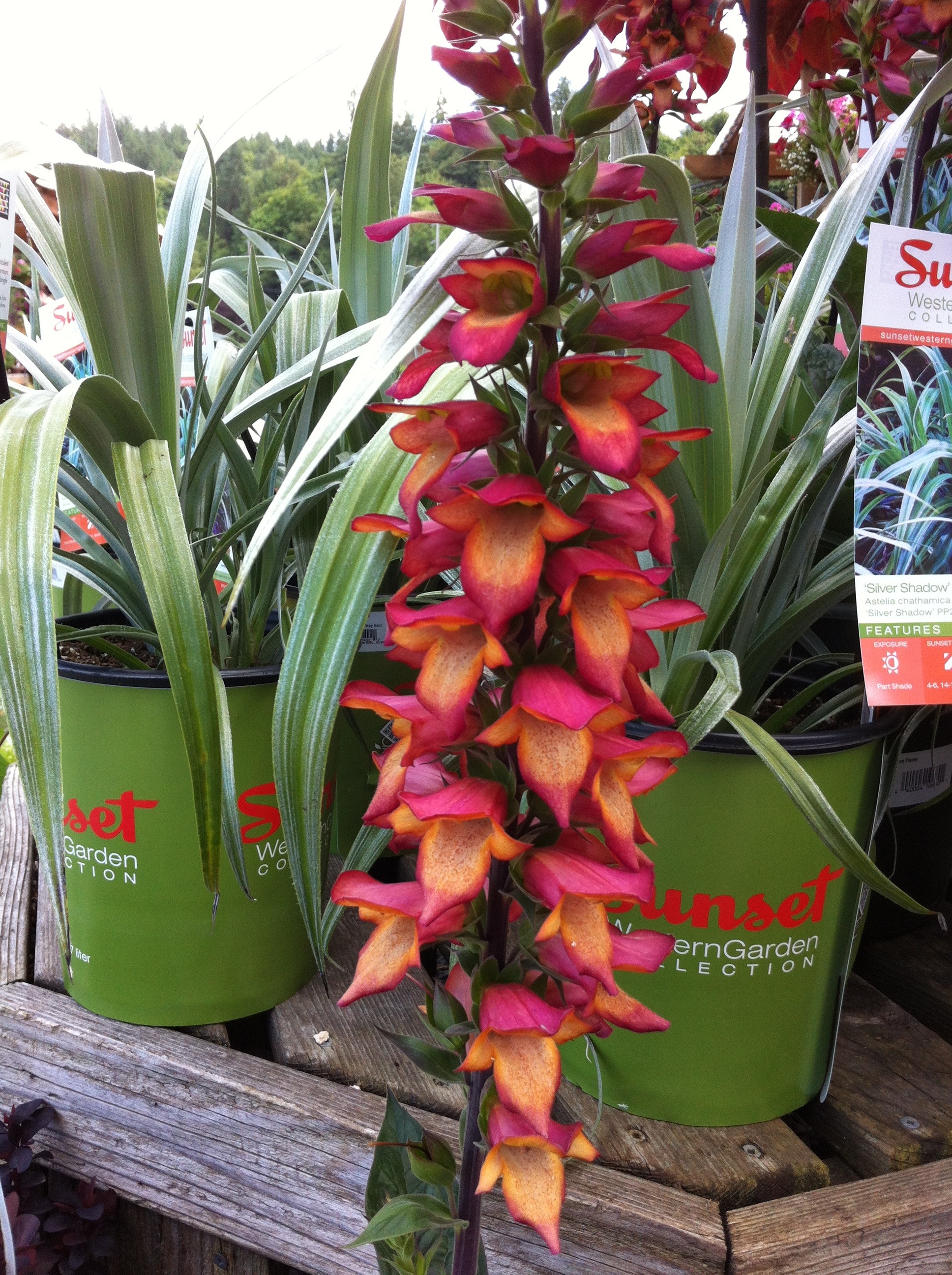 Digiplexis ‘Illumination Flame’ – Rainyleaf