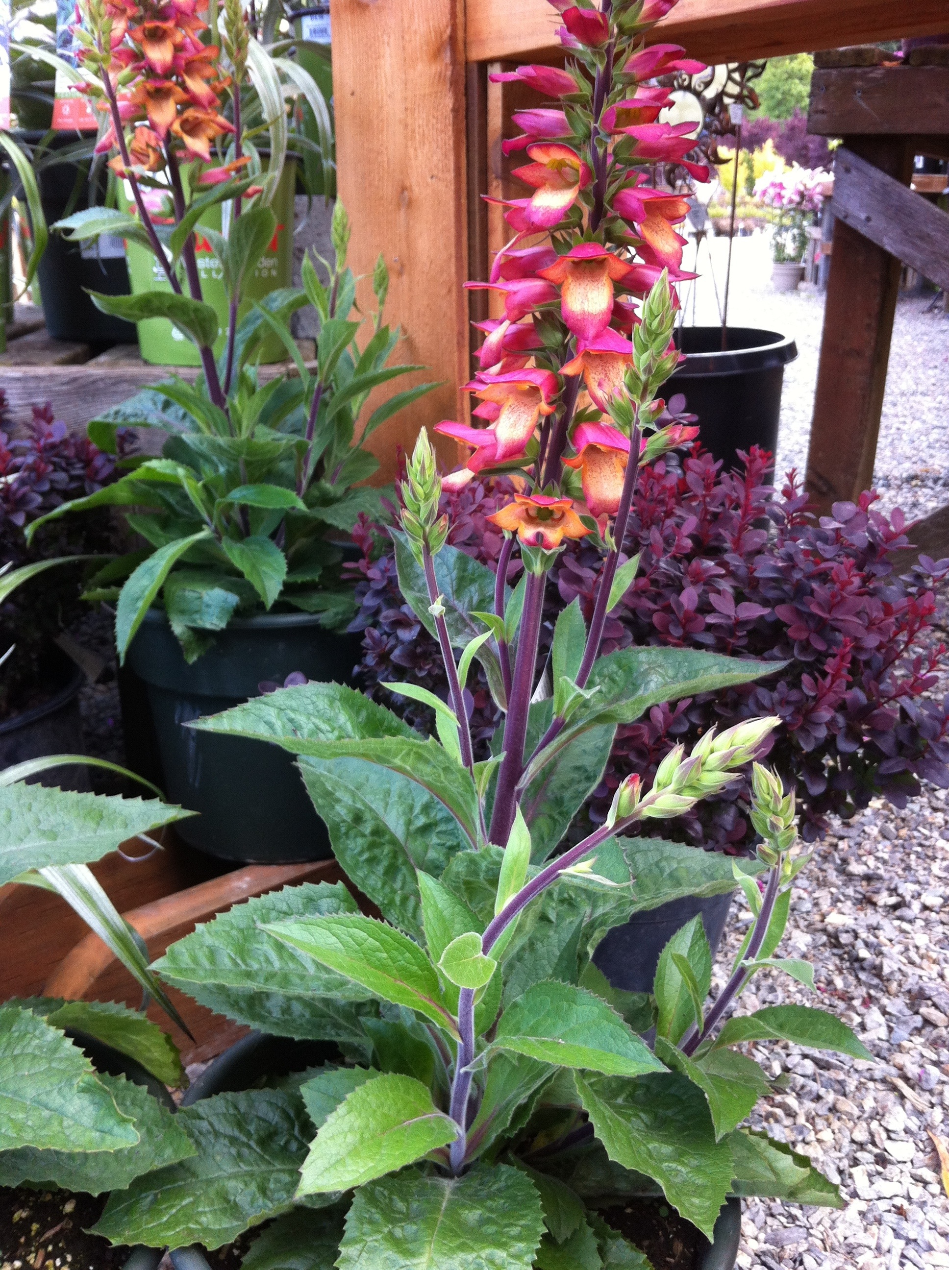 Digiplexis ‘Illumination Flame’ – Rainyleaf