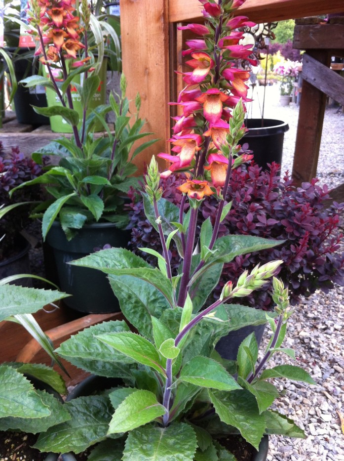 Digiplexis ‘Illumination Flame’ – Rainyleaf