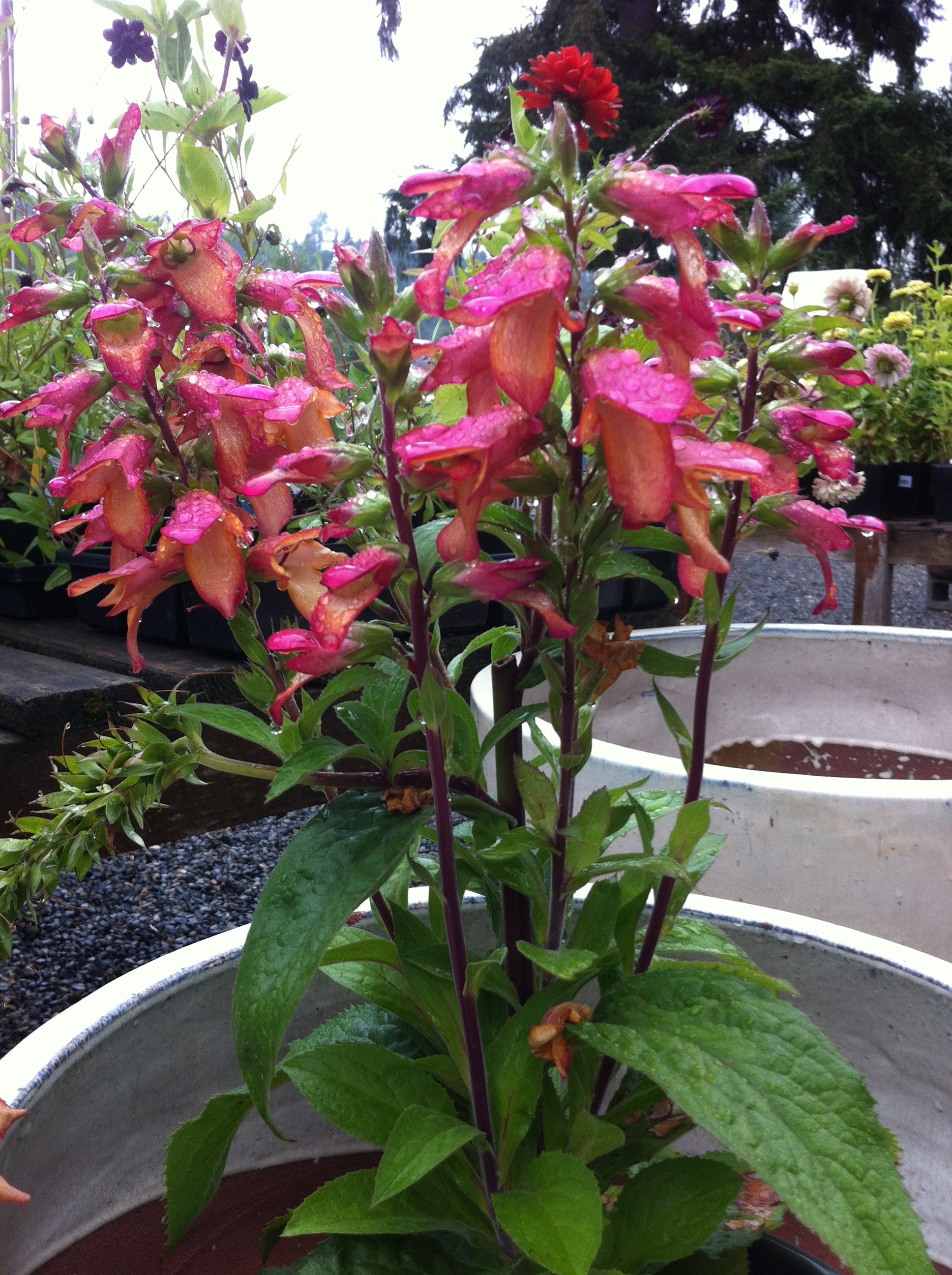 Digiplexis ‘Illumination Flame’ – Rainyleaf