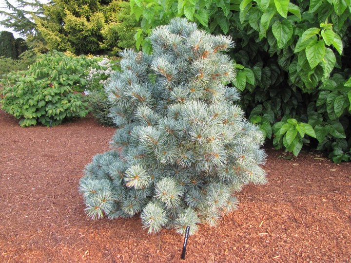 Surprising Pines – Rainyleaf