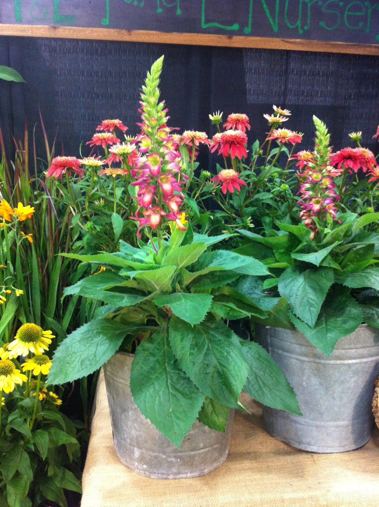Digiplexis ‘Illumination Flame’ – Rainyleaf