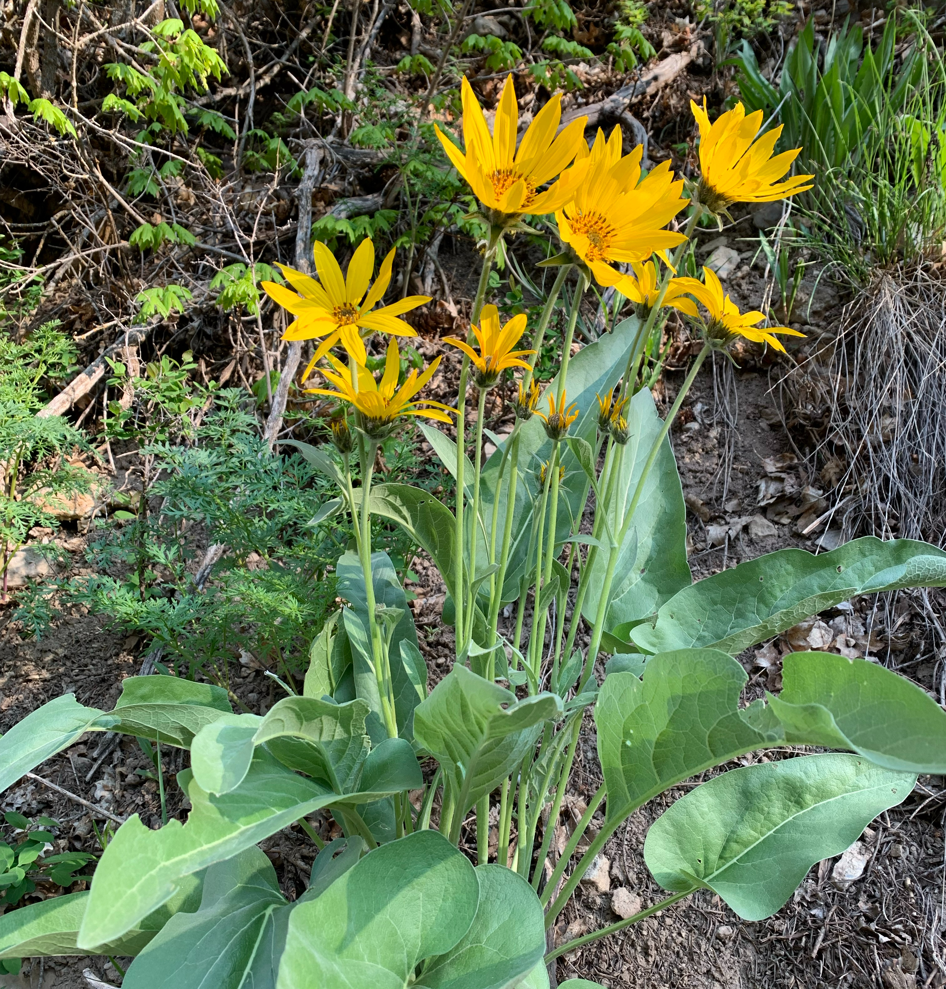 Palisades Creek Trail Plant List – Rainyleaf